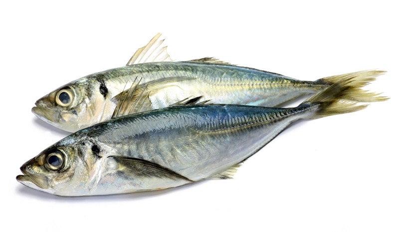 Poisson-CHINCHARDS – 5kg | sloditech